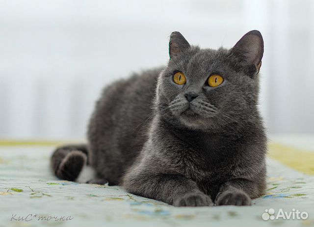 Шикарная Венера ищет самый лучший дом