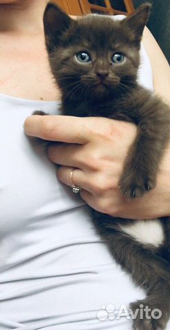 Котик Шоколад