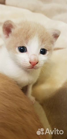 Котятки в добрые руки