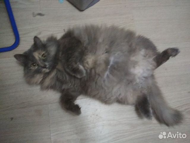 Толстая пушистая кисонька