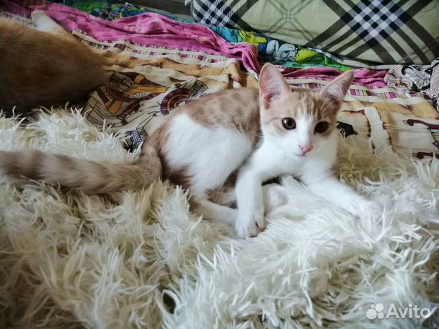 Перси 4 мес