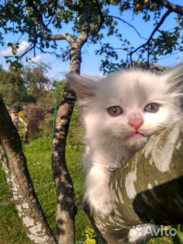 Потрясающий белый пушистик, мальчик