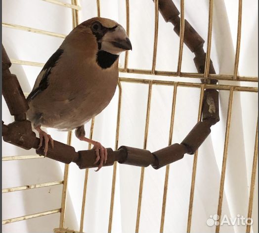 Отдам птичку (дубанос)