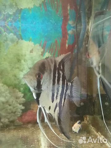 Продаю скалярии