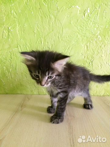 Котята