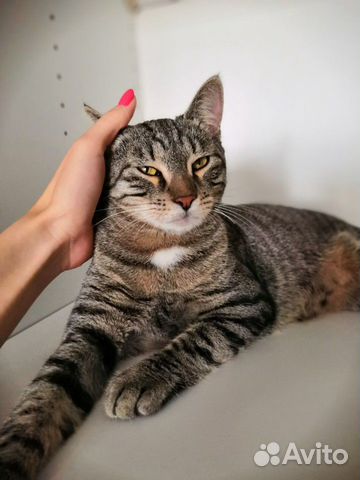 Котик в добрые руки