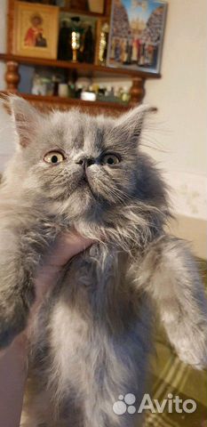 Котенок Шарлиз девочка 3мес