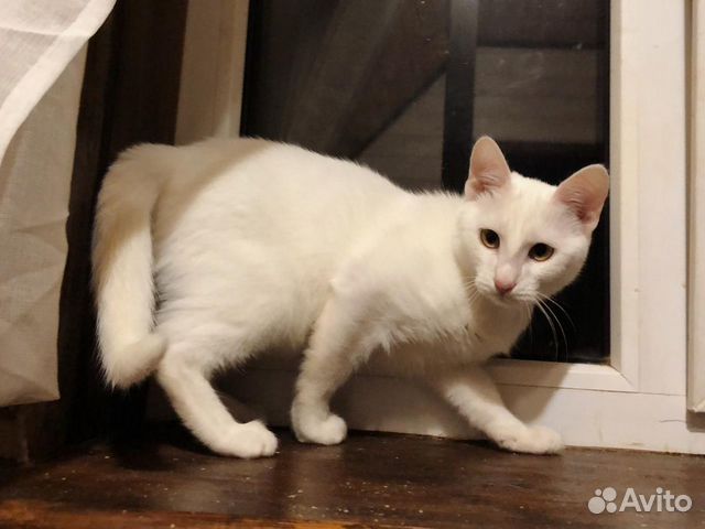 Котенок Бусенька в дар