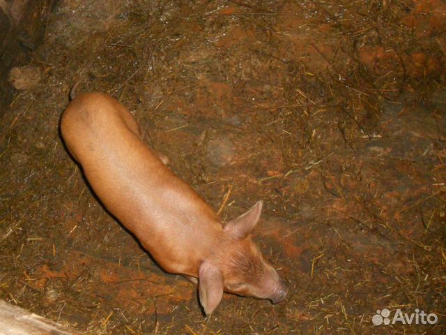 Хрячок на племя