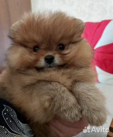 Два мальчика шпица