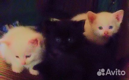Очаровательные котята