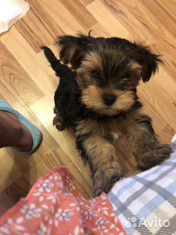 Продам Йориков