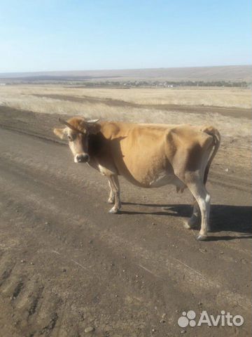 Дойные коровы