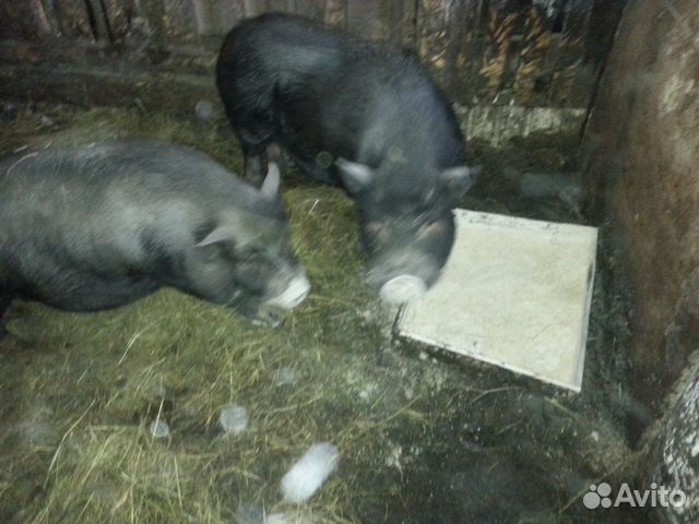 Продается племенной кабан и поросят