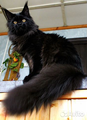 Черный котик 8 мес