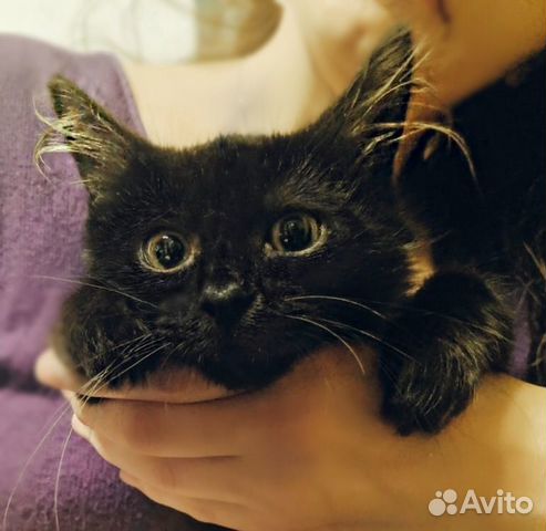 Котенок бомбейской породы в добрые руки