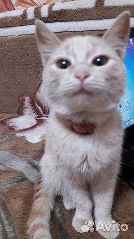 Перса ищет дом