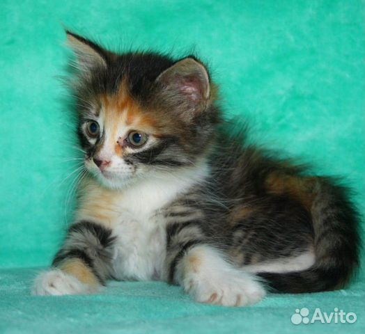 Крошка Тина в добрые руки