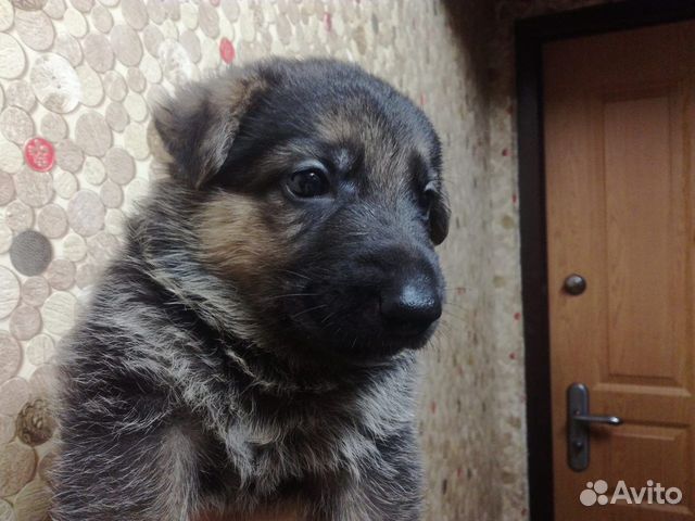 Щенок немецкой овчарки