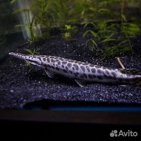 Панцирная щука