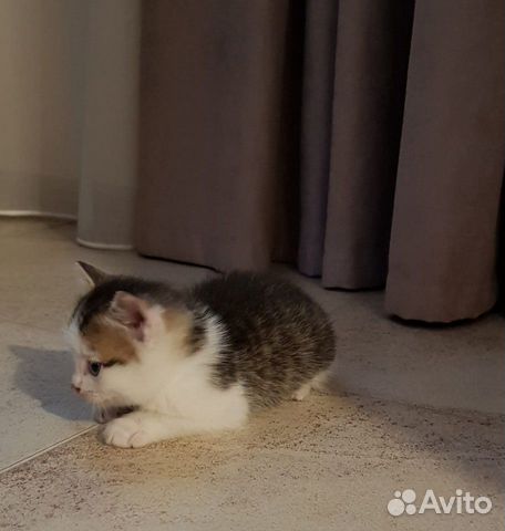 Полу британцы