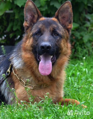 Подростки кобели немецкой овчарки с доками РКФ