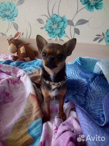 Потерялась собака