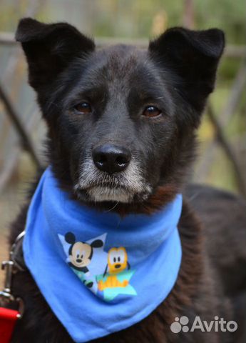 Молодой пес ищет дом