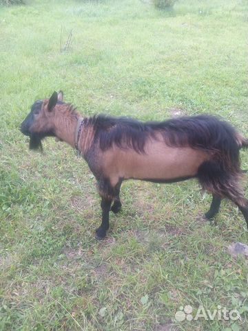 Продаю козла 50 чех