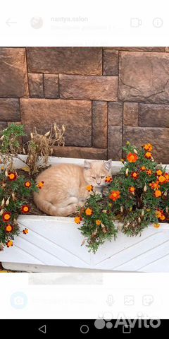 Котята в дар