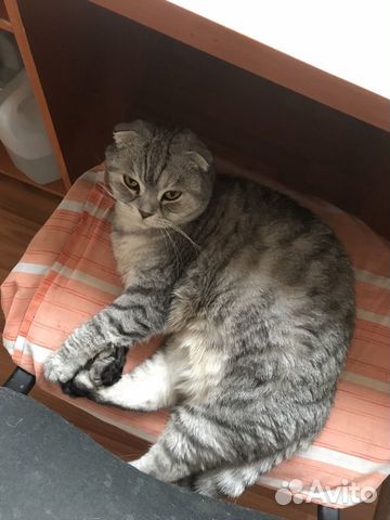 Отдам в хорошие руки