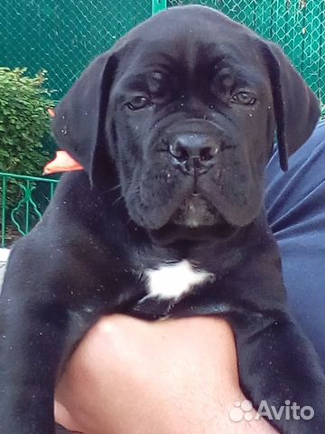 Кане корсо детки