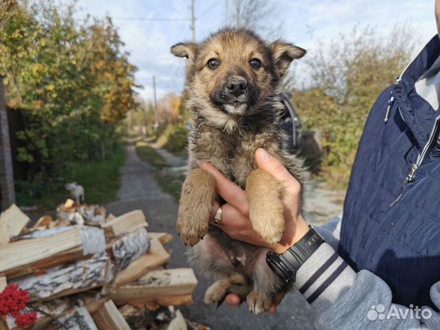 Лаврик, щенок 2 мес.Привит, есть паспорт. Доставим