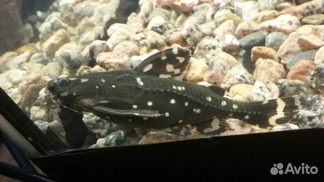 Агамикс (сом )