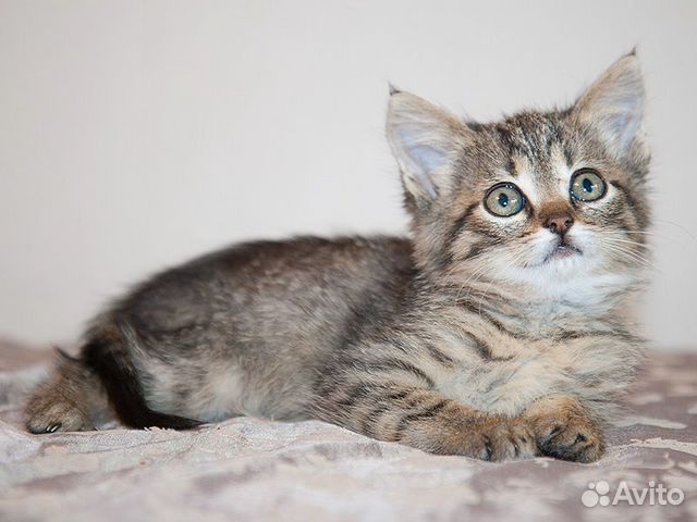 Кошечка Сима 1 мес и 15 дней