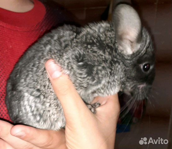 Шиншилла