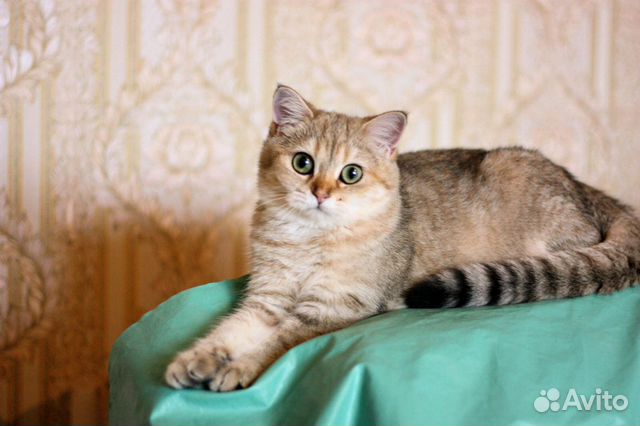 Британская золотая шиншилла девочка в добрые руки