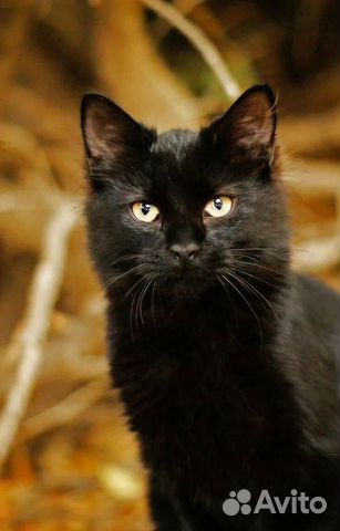 Отдам котенка 4 месяца Бетмен