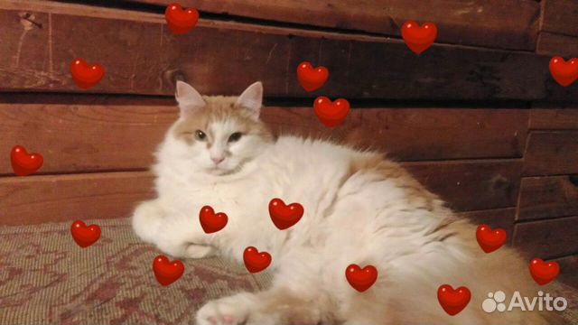 Возьмите кошка из приюта