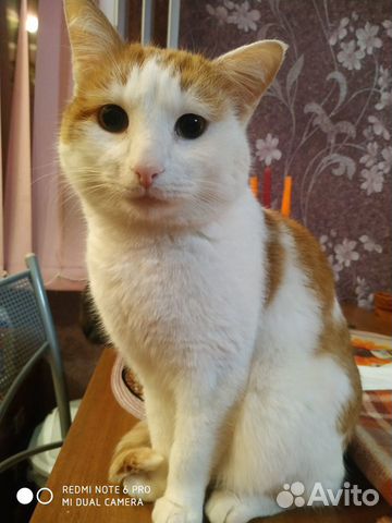 Холёного кота Макса в дар