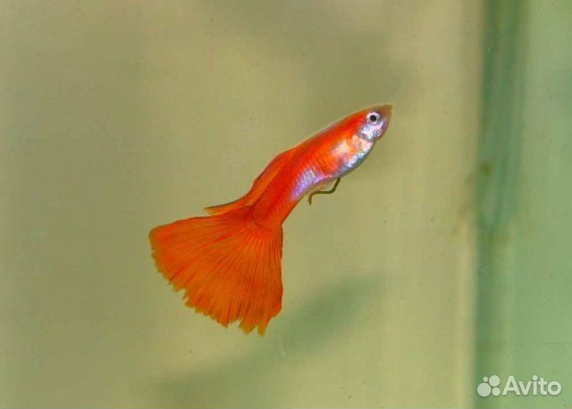 Продаю гуппи