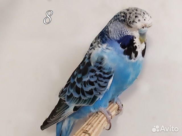 Ввп (чехи) попугайчики молодые и взрослые