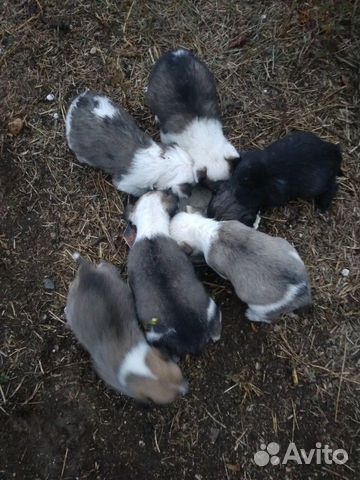 Щенки стаф-терьер