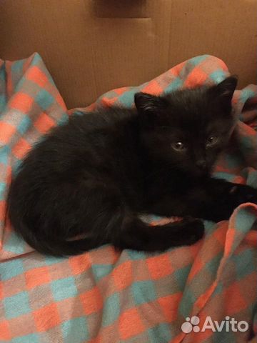 Очаровательный котенок