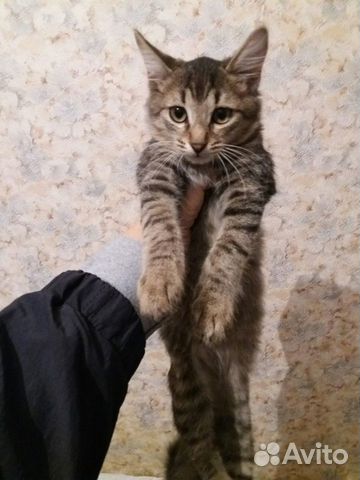 Котенок в добрые ручки