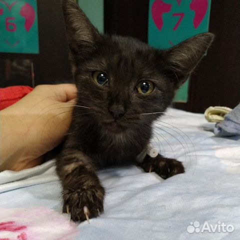 Котёнок