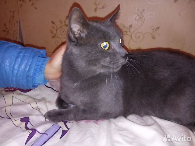 Преданный котик ищет дом