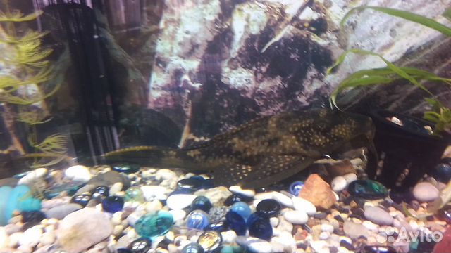 Парчовый сом и сом кукушка