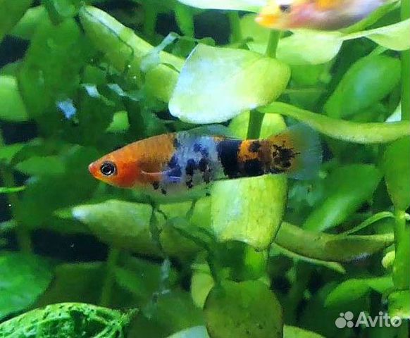 Меченосец кои санке, черная моллинезия, анциструс