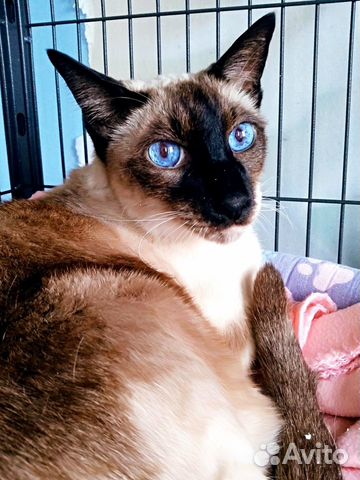 Покоритель сердец.Винни